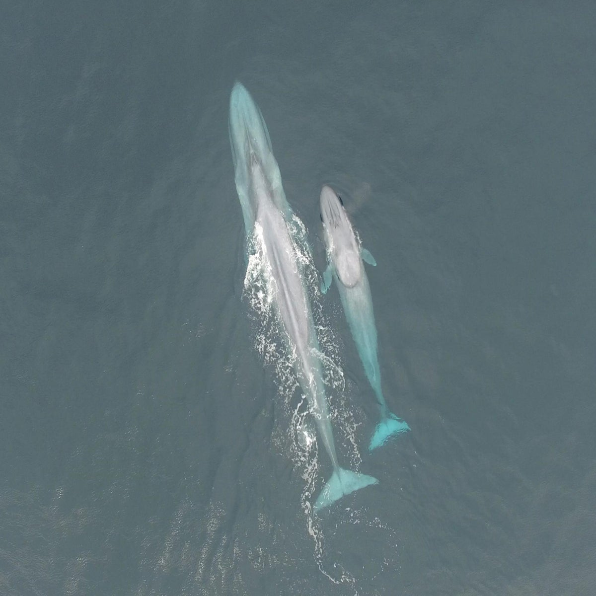 Whale Sonar Did Sonar Cause Unexplained Whale Deaths? BBC News