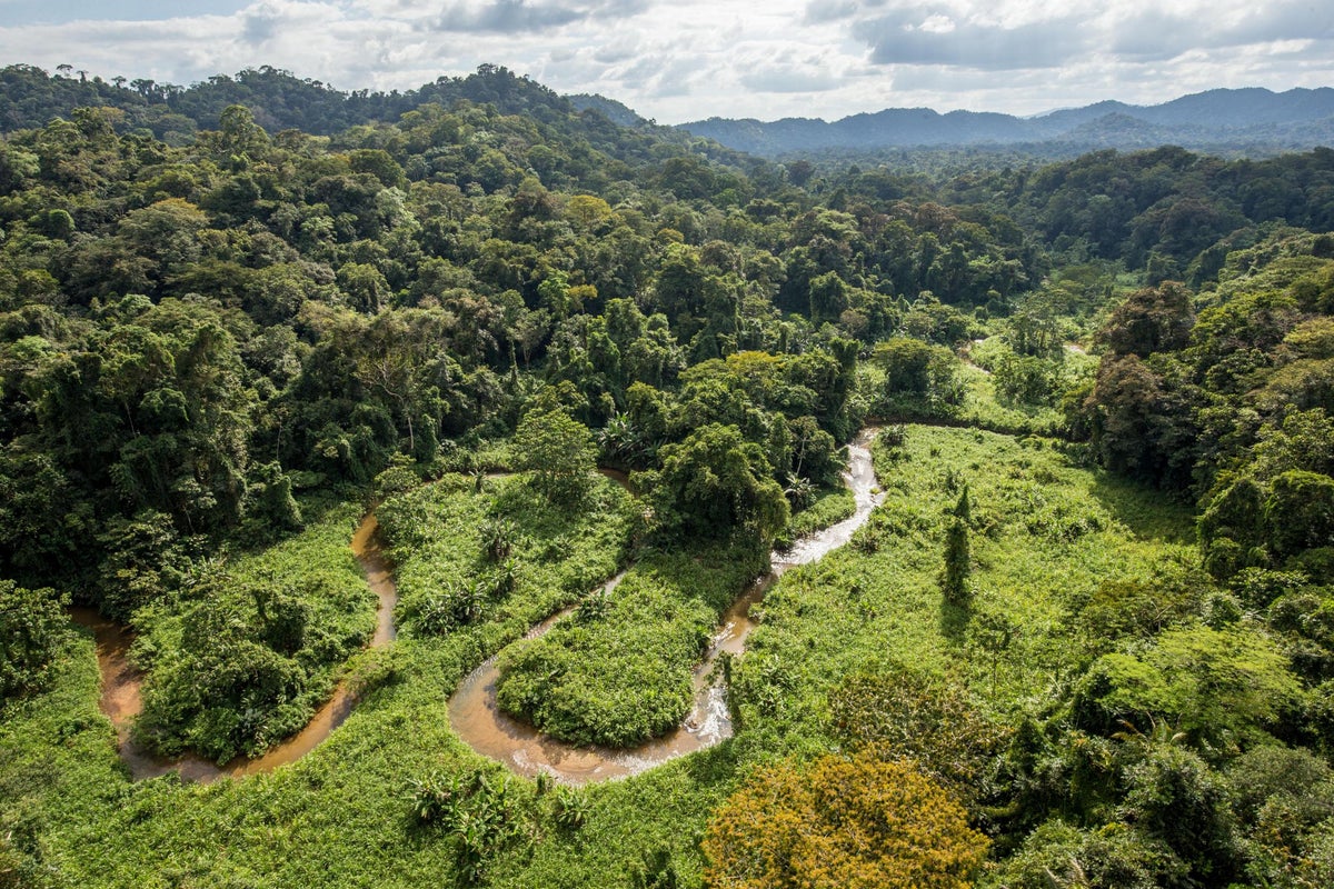 England 'highly likely' to be suffering from deforestation, campaigners ...