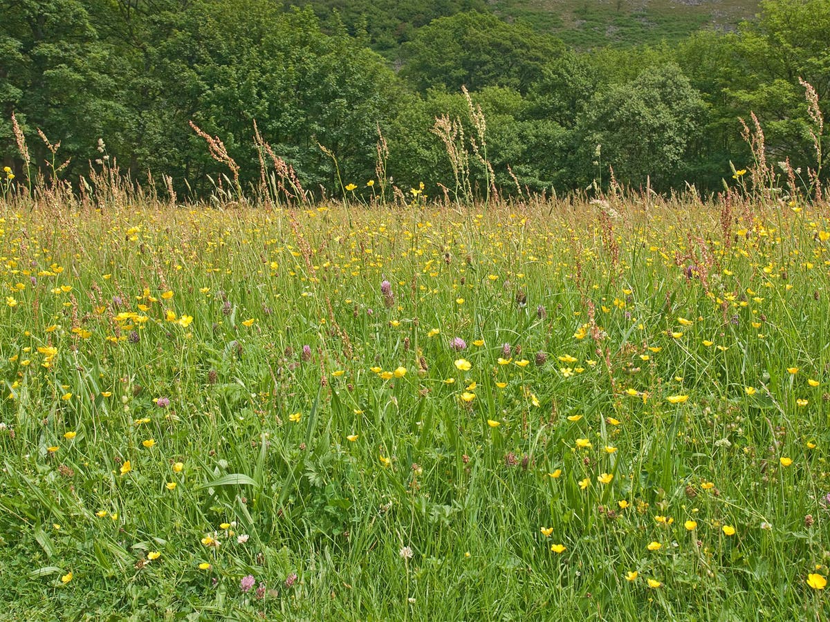 Food you can forage: Four edible plants to look out for in June | The ...
