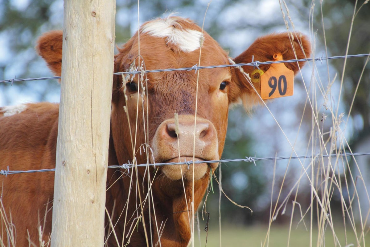 Graphic post highlights 'hypocrisy' of animal treatment | The ...