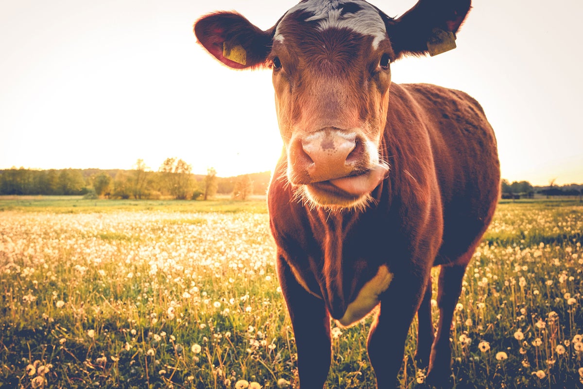 Fears over Ukraine's 'radioactive' milk are exaggerated | The ...
