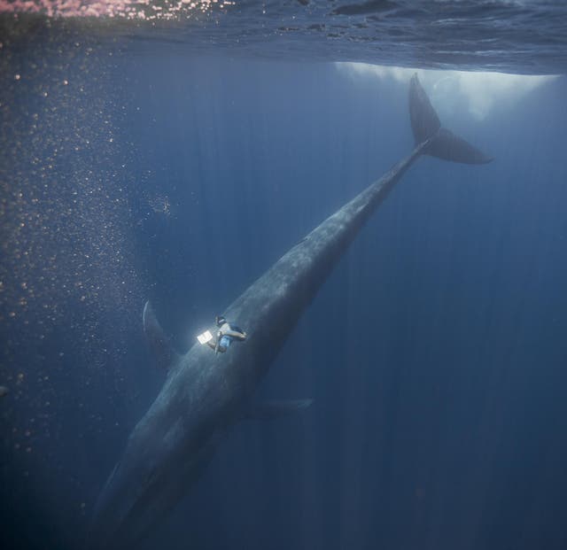 Five tips for underwater filming and photography, according to a Blue ...
