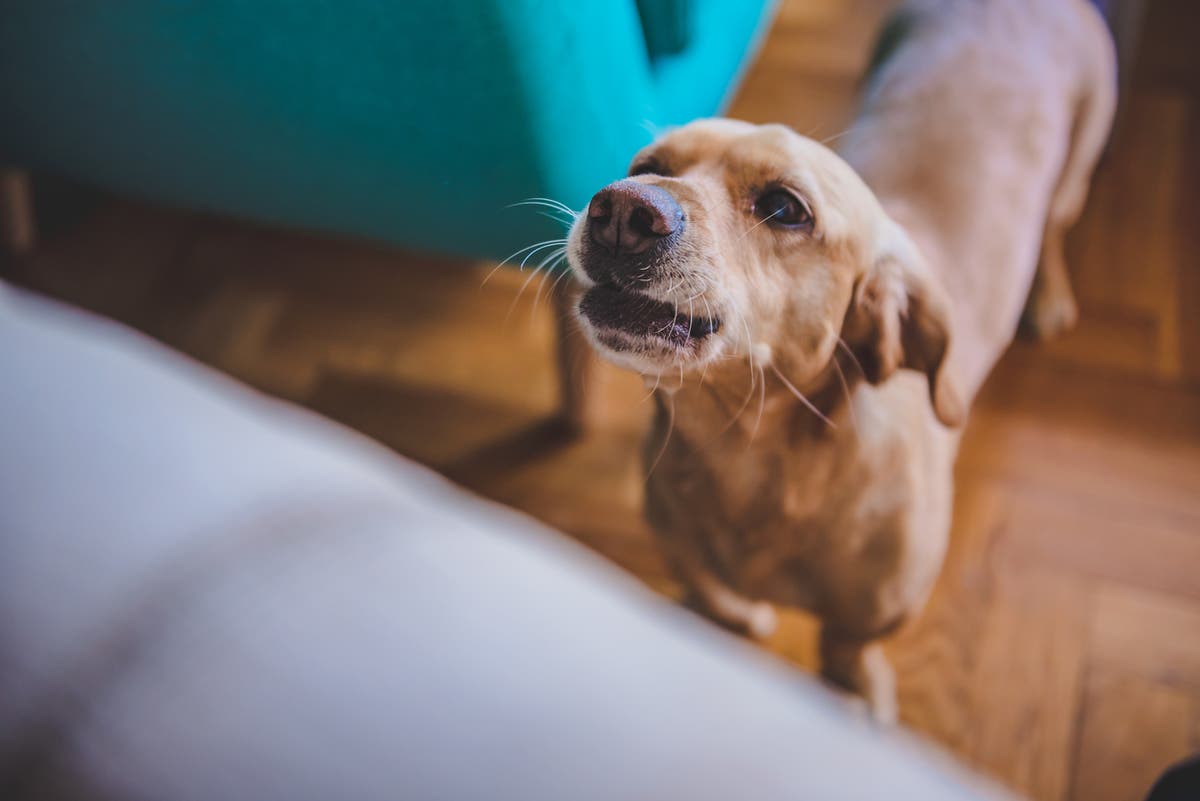 Scientists find 'strong evidence' of what dogs are trying to say with ...