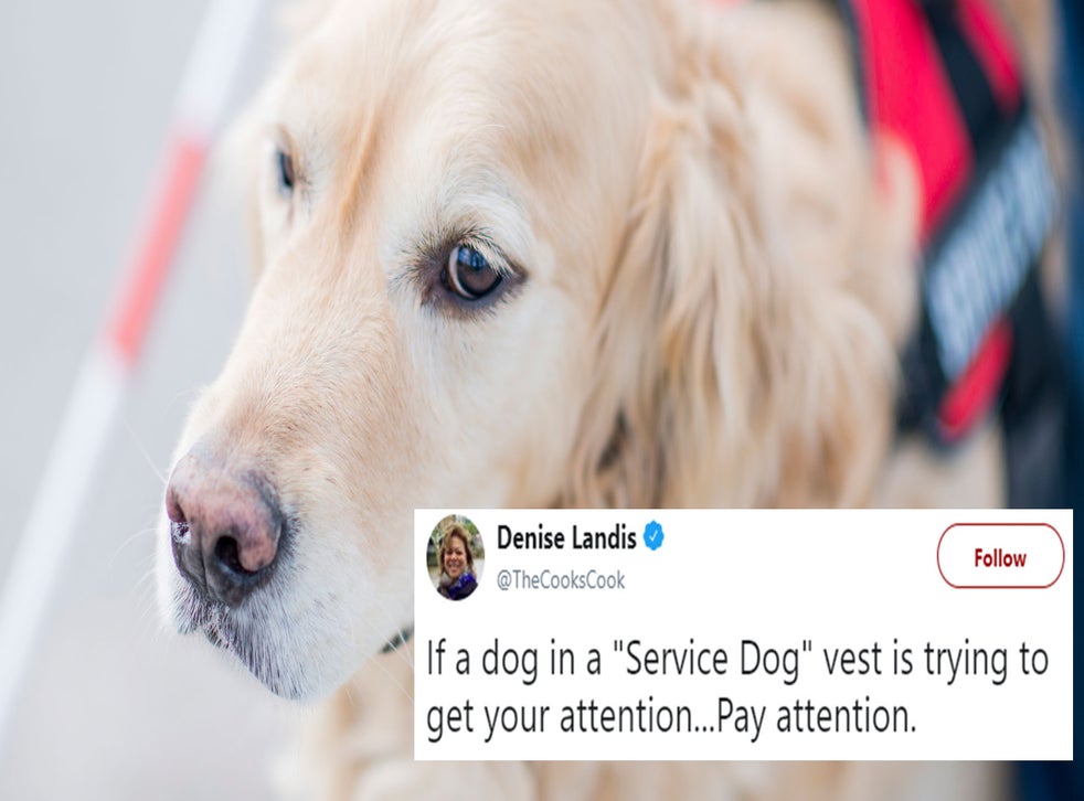 What to do if a service dog approaches you without their owner ...