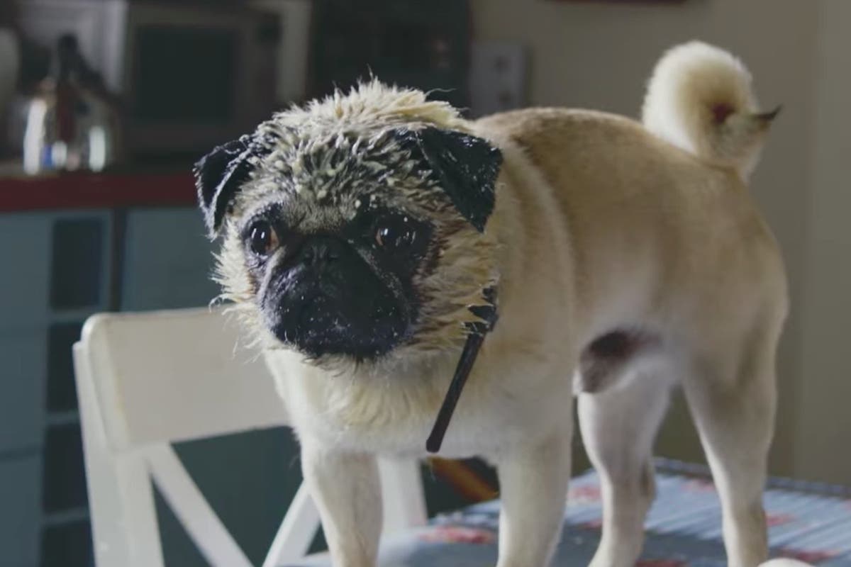 Patrick review: Makes Pudsey seem like the Citizen Canine of dog movies ...