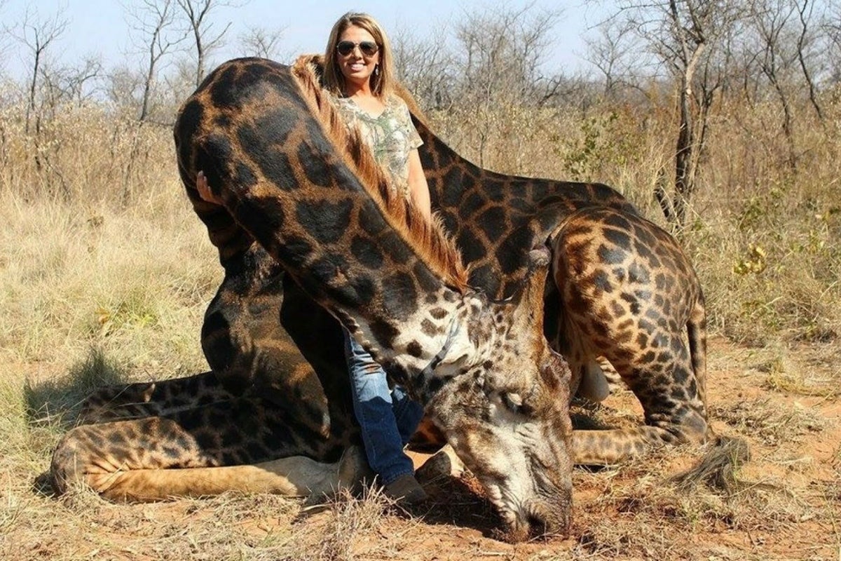 American hunter defends black giraffe 'trophy kill' after images posing ...