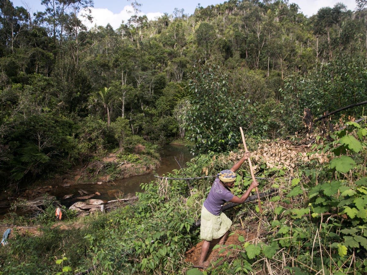 World’s poorest people bearing costs of rainforest conservation that ...