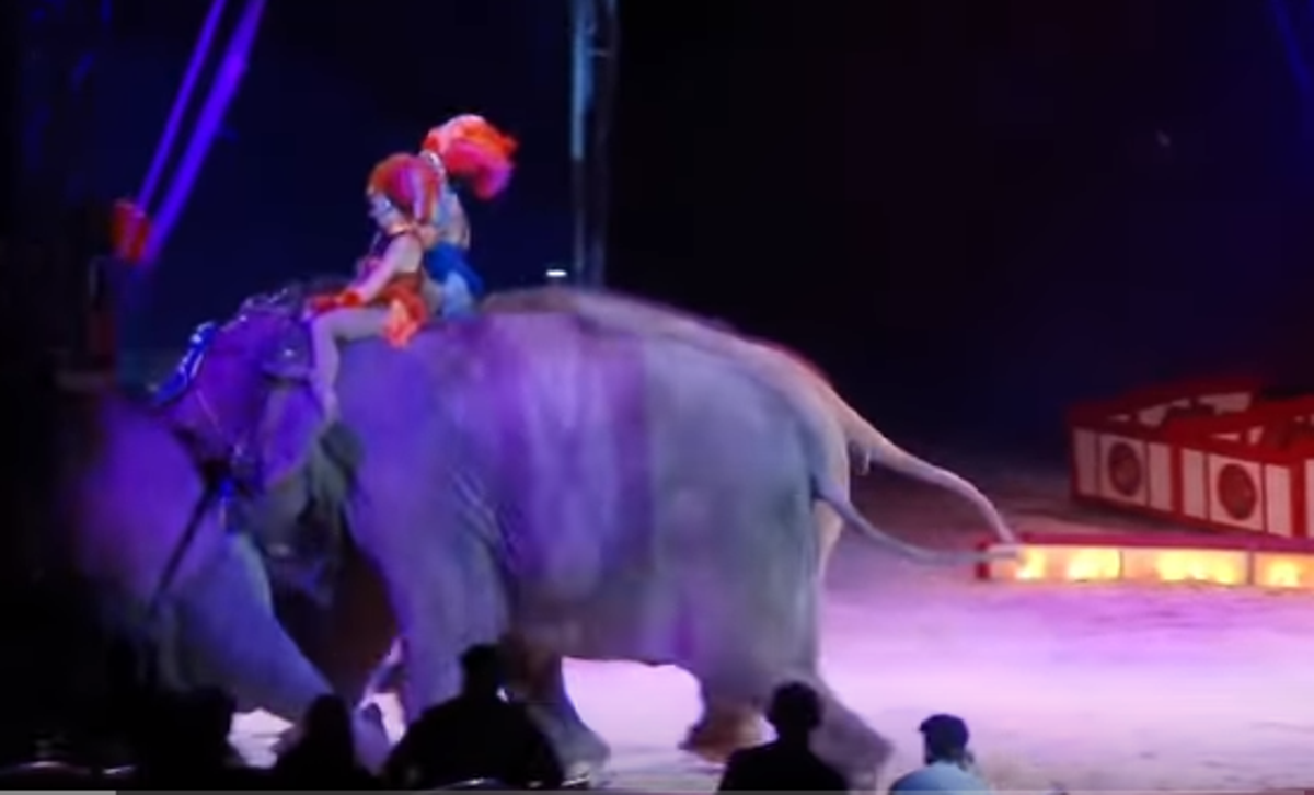 Circus Animals Performing