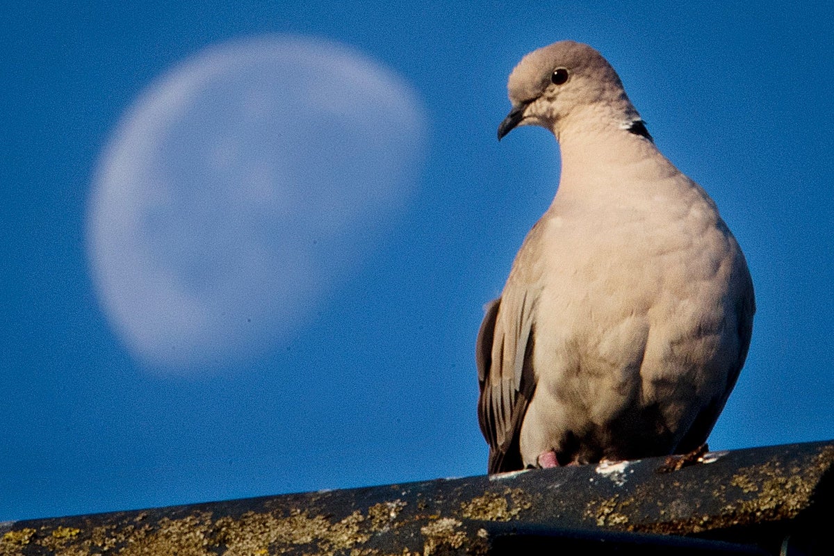 What happened to the racing pigeons that mysteriously vanished? | The ...