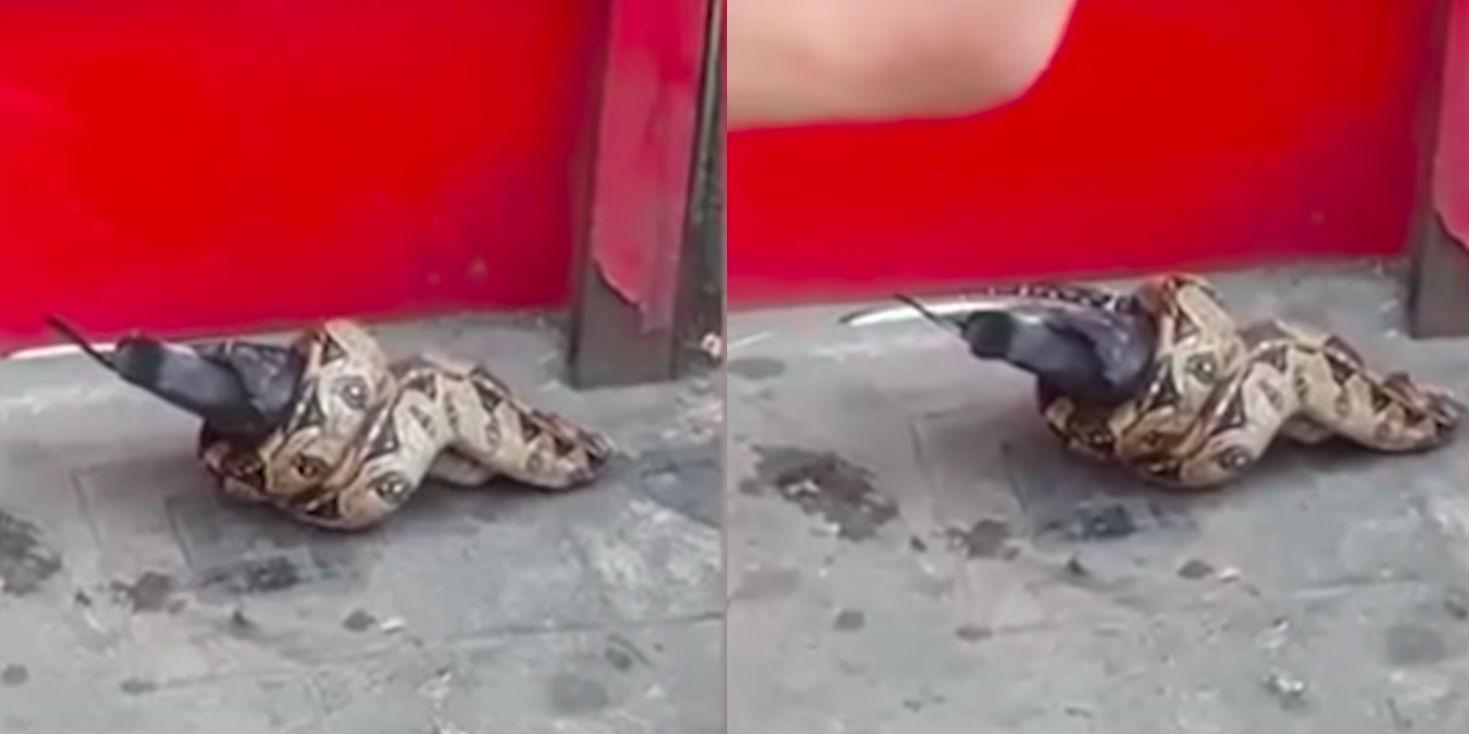RSPCA called to incident after snake spotted eating pigeon in East ...
