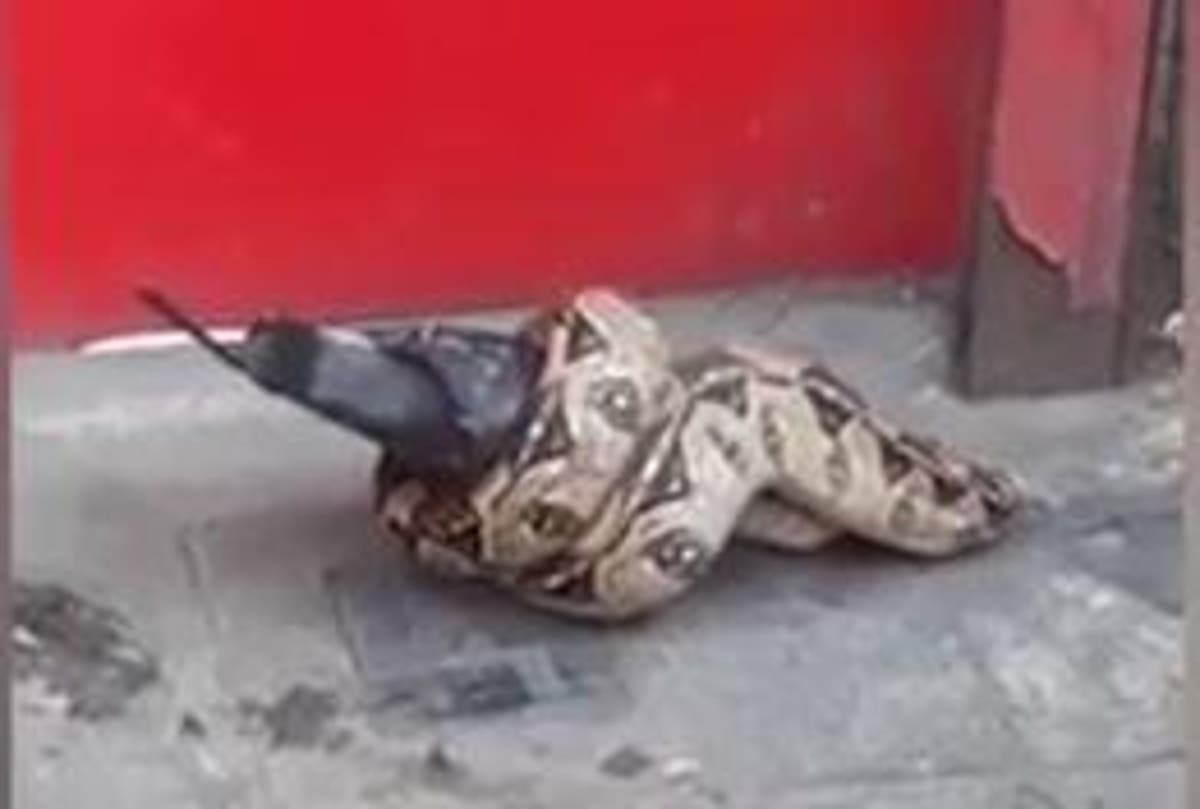 Snake eats pigeon in busy London street while startled shoppers look on ...
