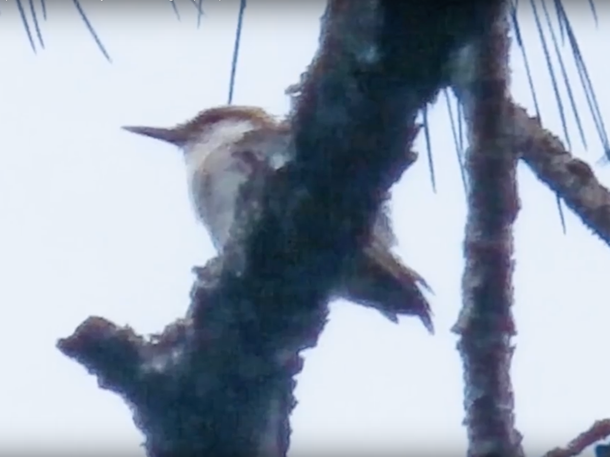 Bird feared extinct rediscovered in the Bahamas | The Independent | The ...