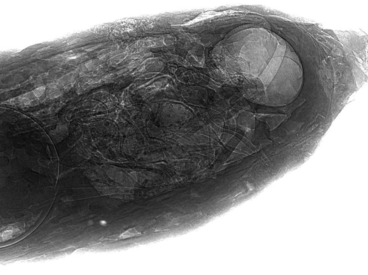 Prehistoric parasitic wasps found frozen inside fossilised victims ...