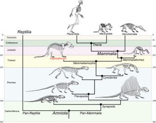 Jurassic fossil of huge egg-laying fanged rat discovered in Arizona ...