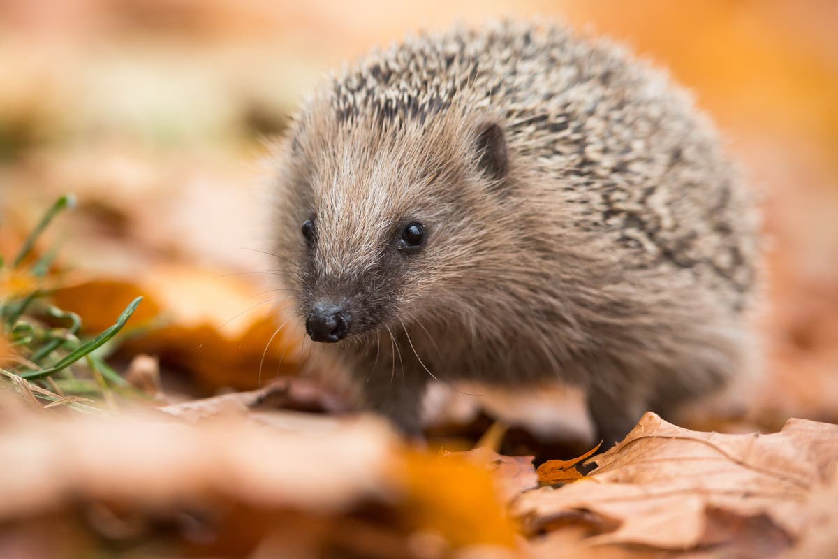 How to protect wildlife in your garden, from hedgehogs to frogs | The ...