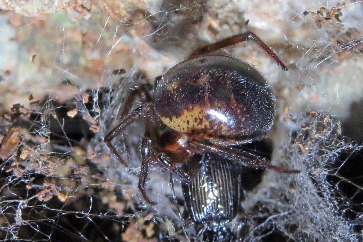 False widow spiders: Closure of four London schools ‘a complete ...