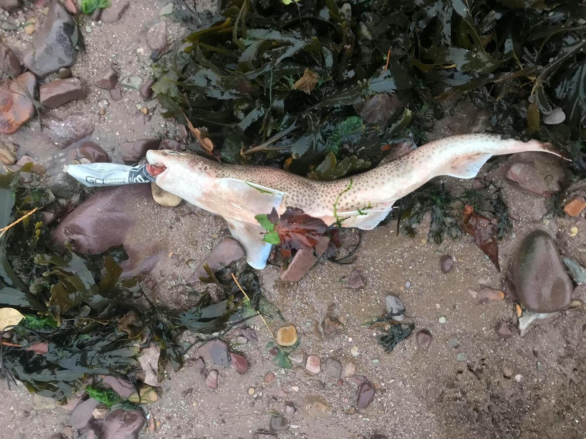 Dead dogfish found with plastic wrapper stuck in its mouth in latest ...