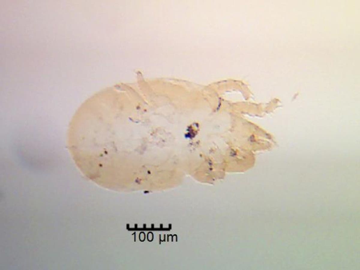 Mites found on stolen bank notes help forensic experts locate massive ...