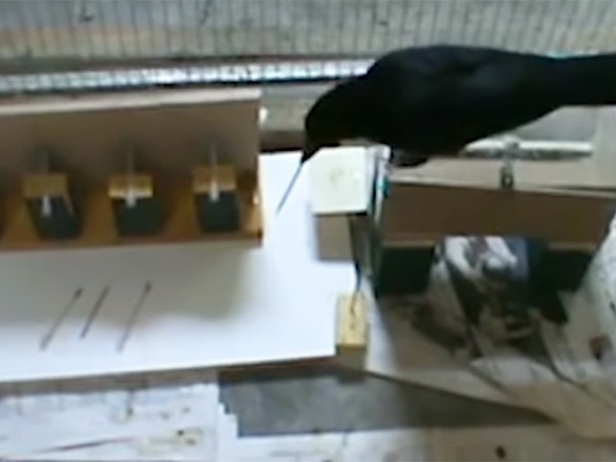 Crows filmed assembling DIY tools in 'remarkable' scientific experiment ...