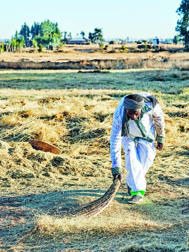 Teff: The ancient Ethiopian grain the forms the backbone of the cuisine ...