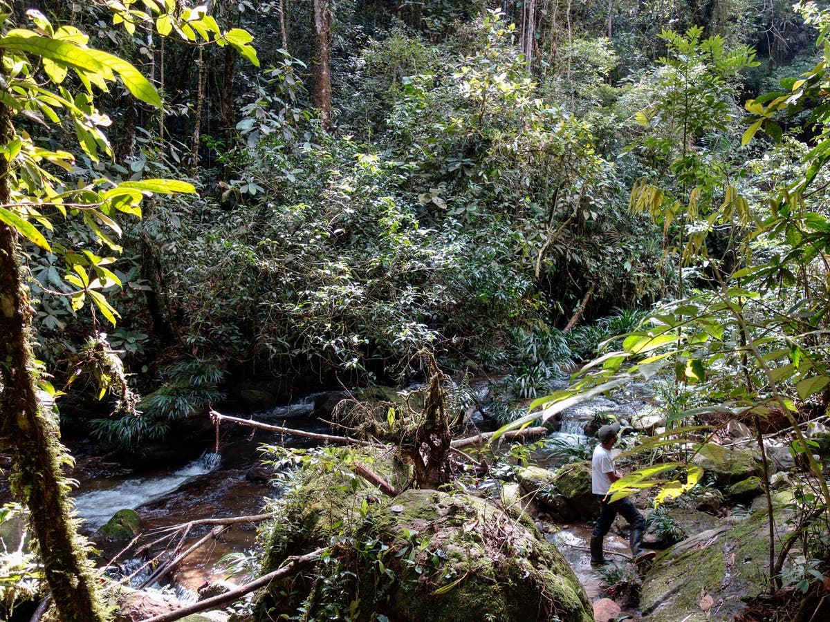 The former Farc rebels using their jungle knowledge to become tour ...