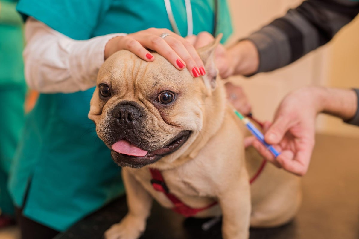 Brexit: Pets will need rabies checks costing up to £60 when travelling ...