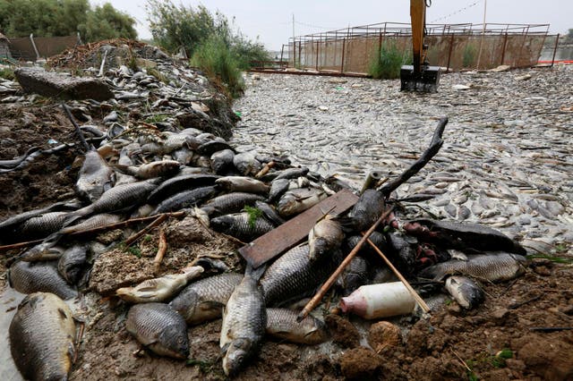 Thousands of carp die in mysterious circumstances as Iraq's water woes ...