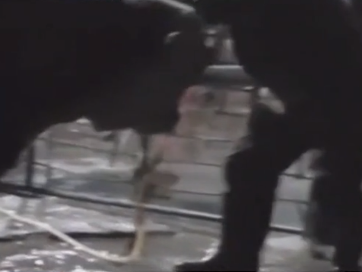 Cows force-fed water for 12 hours to increase weight before being ...