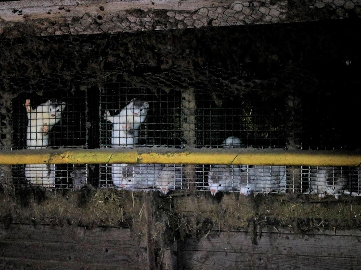 Caged animals resort to cannibalism on ‘high welfare’ fur farms linked ...