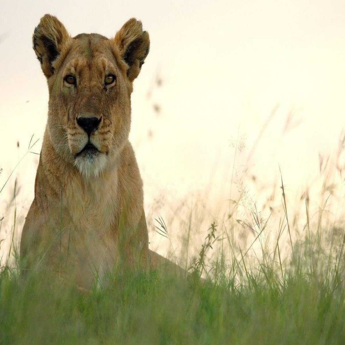 Walter Potter Lion