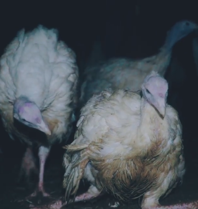 'Horrifically deformed' turkeys found at factory farm run by supplier ...