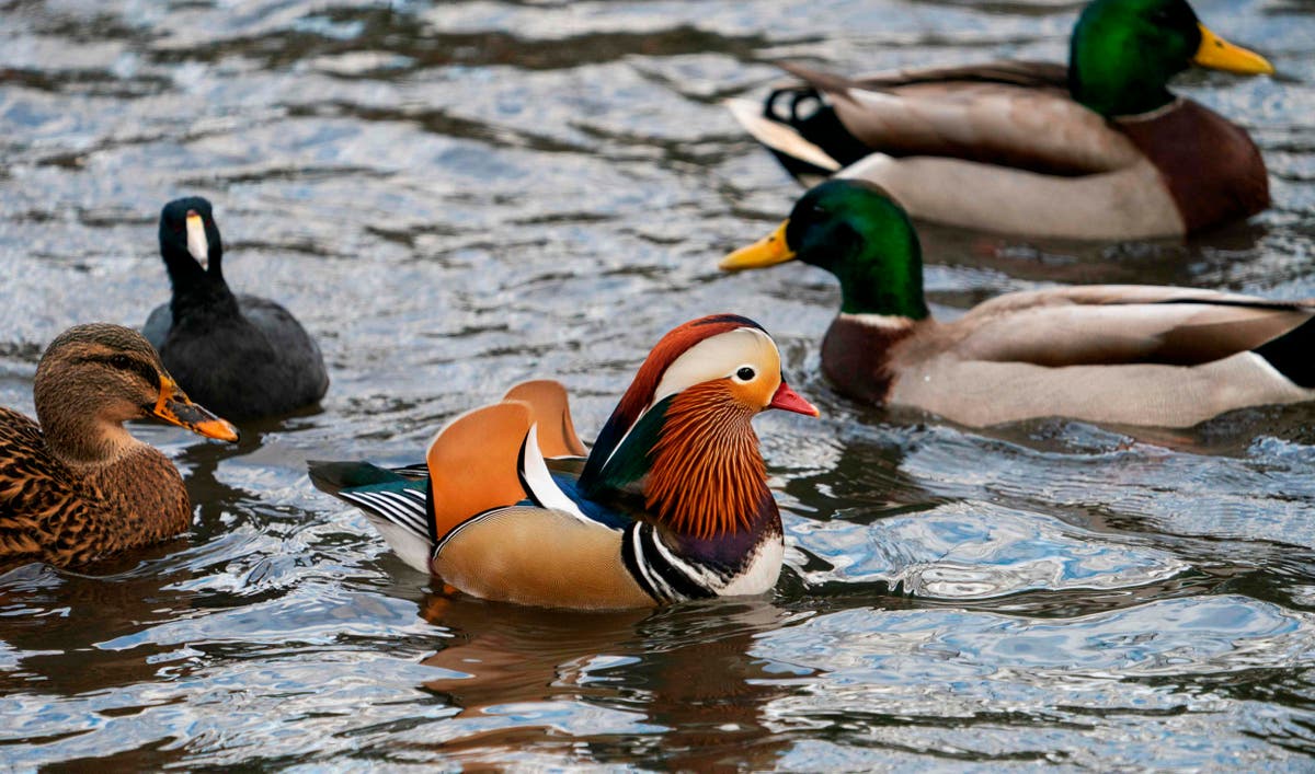 The world's museums are in a Twitter battle over who has the best duck ...