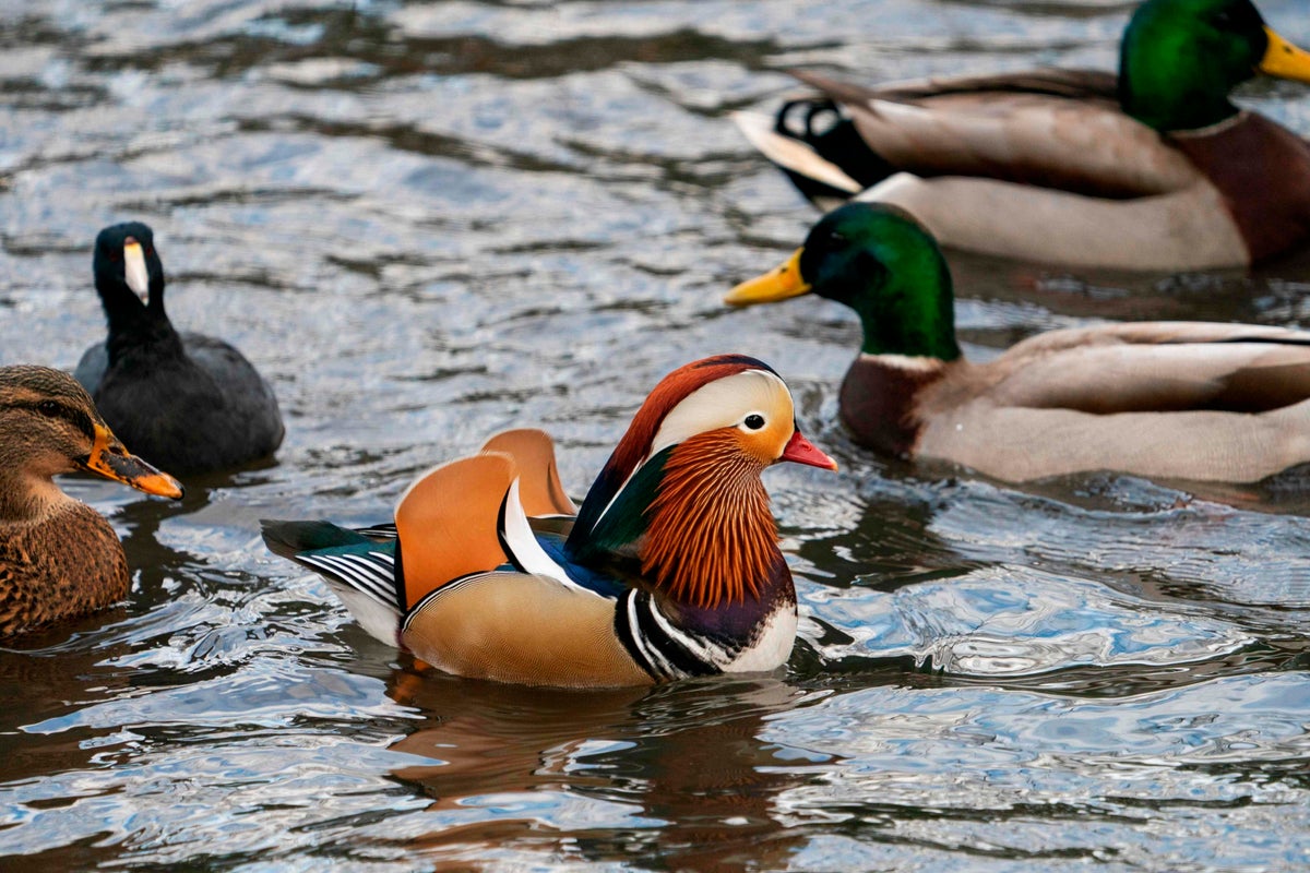 The world's museums are in a Twitter battle over who has the best duck ...