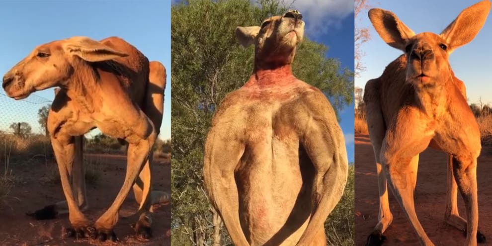 Roger, the world famous 'muscly kangaroo', has passed away aged 12 ...