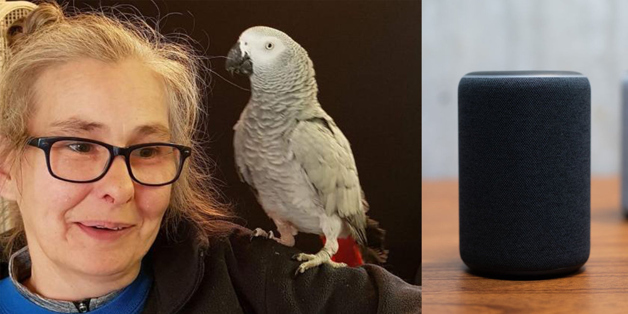 Mischievous parrot befriends an Alexa device and keeps ordering items ...