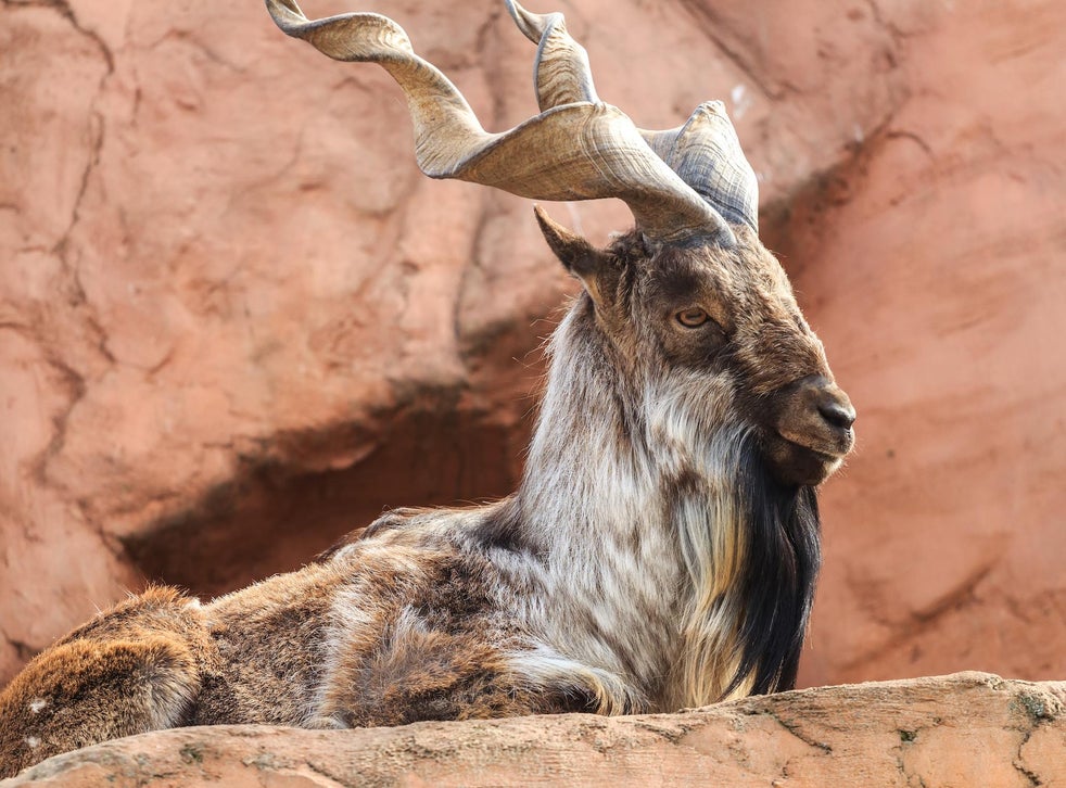 American hunter pays $100,000 to kill rare Himalayan 'screw-horned ...