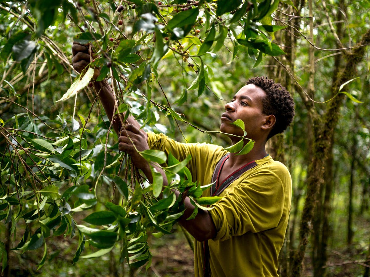 At least 60% of wild coffee species face extinction triggered by ...
