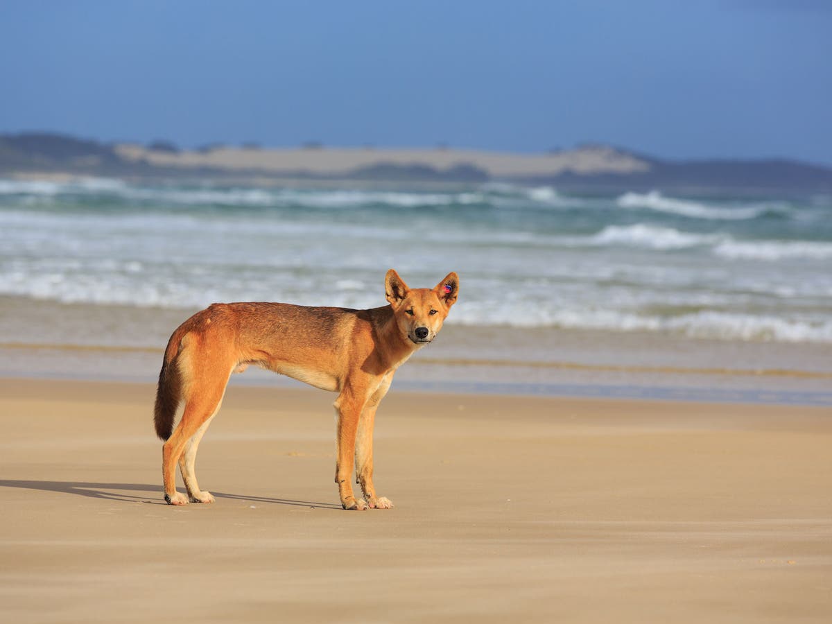 Six-year boy bitten by wild dingo in Australia attack | The Independent ...