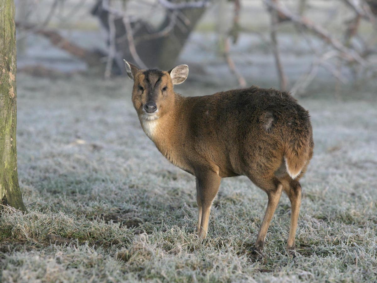 Muntjac deer and grey squirrels dubbed ‘illegal aliens’ under EU rules ...