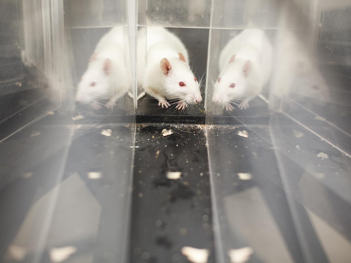 Nanotechnology could grant humans ‘super vision’ after mice given power ...