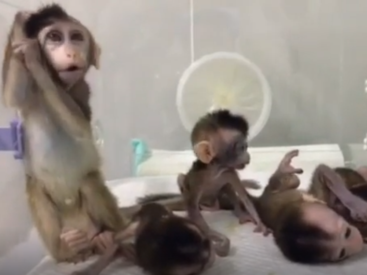 Chinese scientists create gene-edited monkey clones with mental health ...