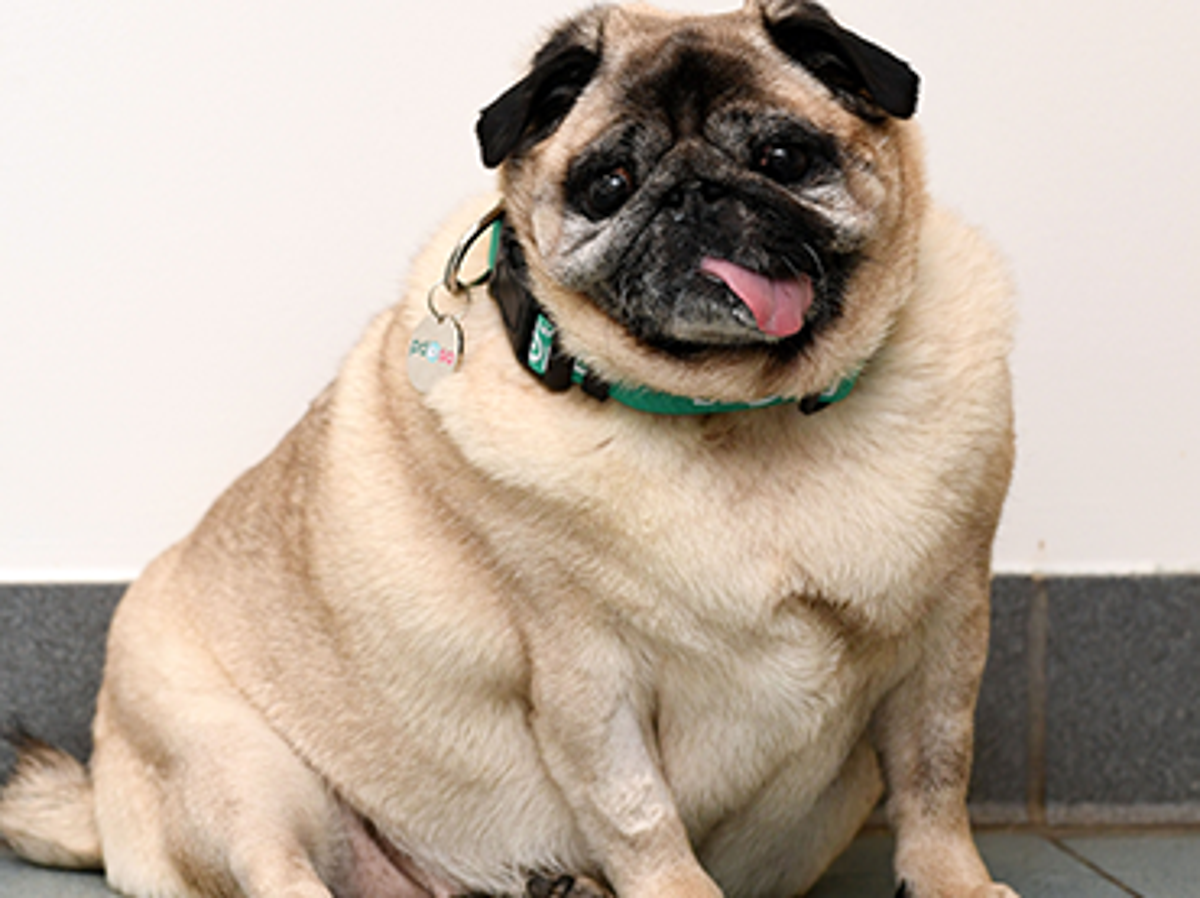 Pug dog grows to same weight as toddler due to no walks | The ...