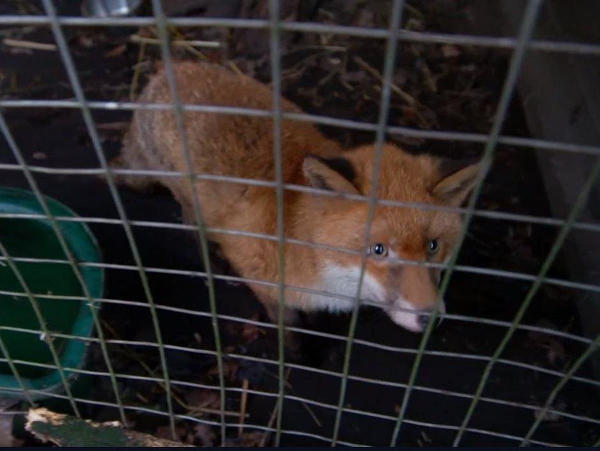 Thieves steal two foxes after breaking into Cheshire wildlife hospital ...
