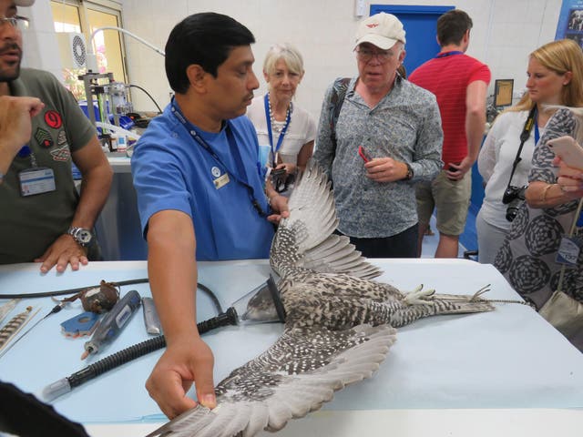 Sneak beak: Inside Abu Dhabi's falcon hospital | The Independent | The ...