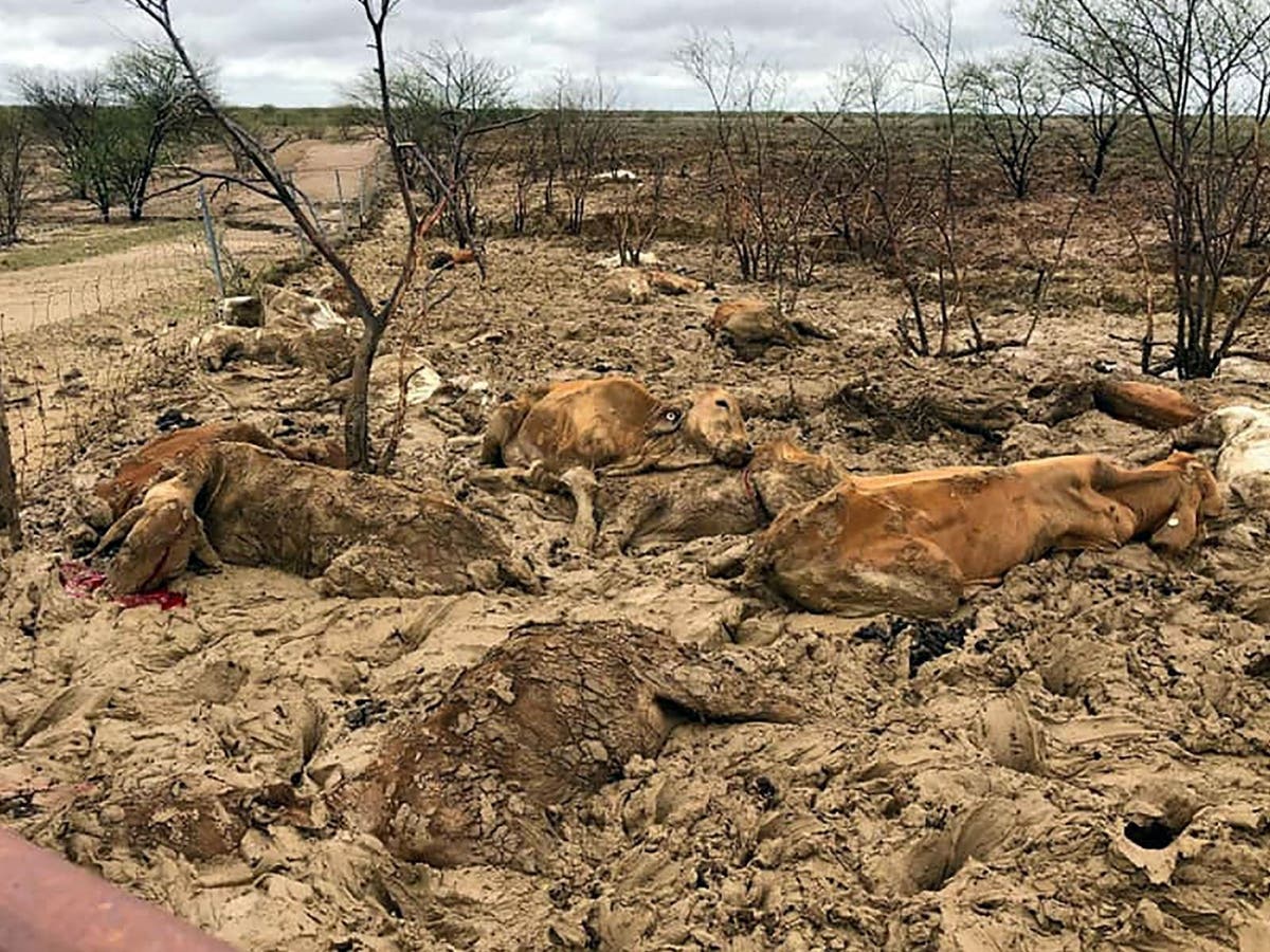 Hundreds of thousands of cows drown after Australia sees a year's worth ...