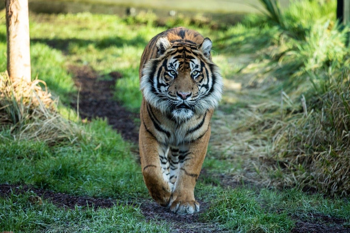 Sumatran tiger killed by potential mate at London Zoo | The Independent ...