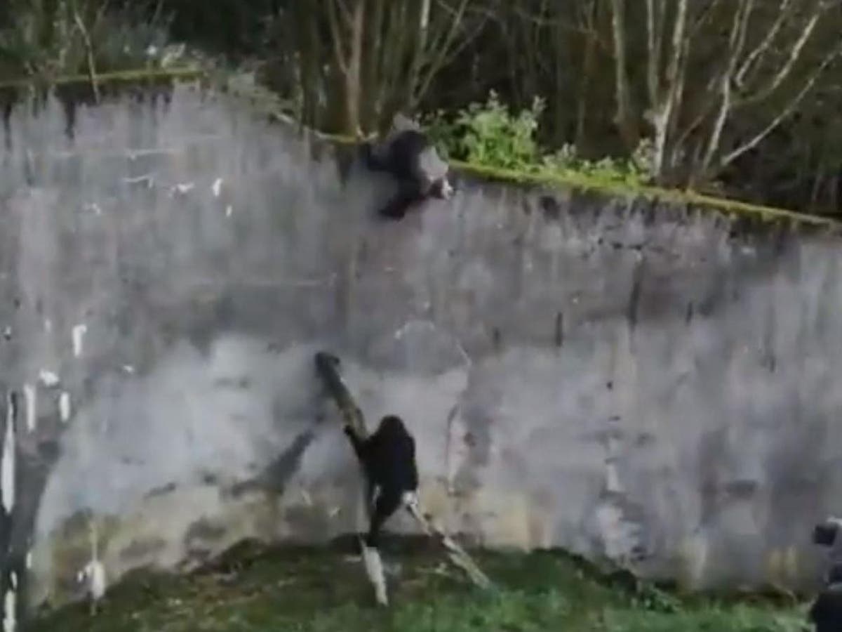 Chimpanzees escape from Belfast Zoo enclosure using tree branch ladder ...
