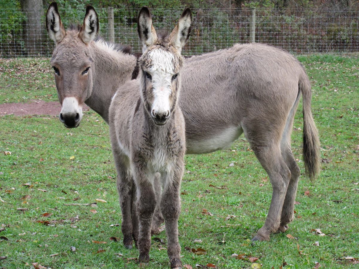 Equine flu: Two Devon donkey sanctuary sites closed due to disease ...