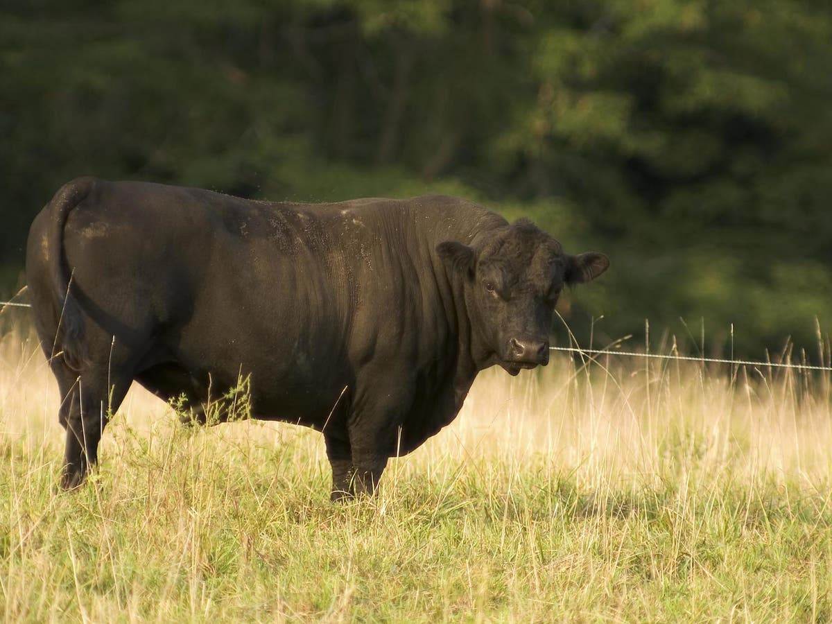Trump's farming adviser buys world's most expensive bull for $1.5m ...