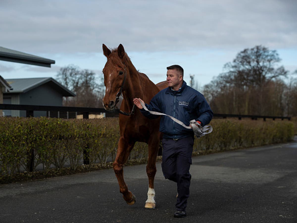 New vaccination rules enabled racing to resume after flu outbreak, says ...
